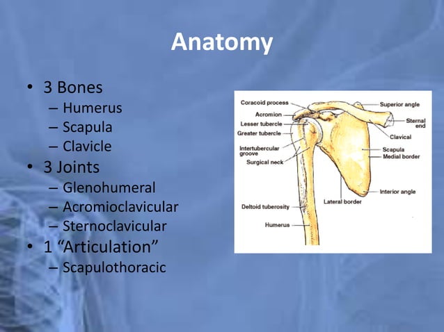 Shoulder anatomy & examination-2.pptx
