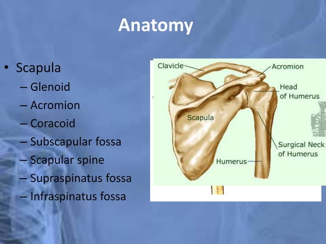Shoulder anatomy & examination-2.pptx