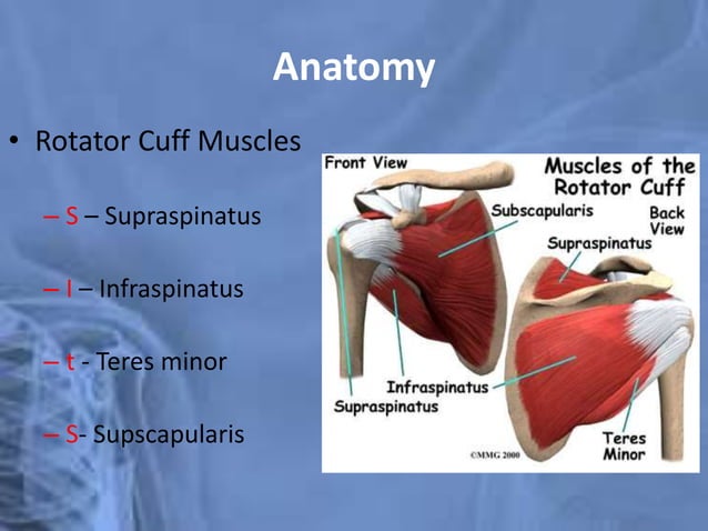 Shoulder anatomy & examination-2.pptx