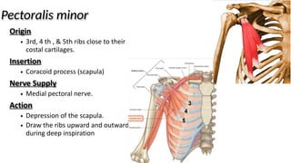 Shoulder and Pectoral region hgudhg د.pdf