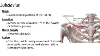 Shoulder and Pectoral region hgudhg د.pdf