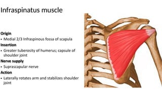 Shoulder and Pectoral region hgudhg د.pdf