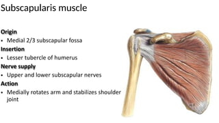 Shoulder and Pectoral region hgudhg د.pdf