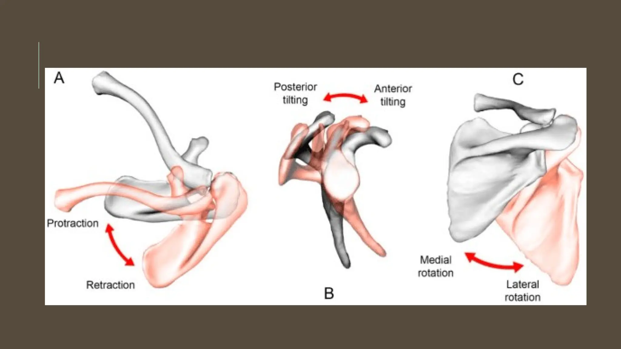 Shoulder and Shoulder Girdle: Anatomy and Function | PPTX