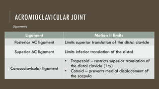 Shoulder and Shoulder Girdle: Anatomy and Function | PPTX