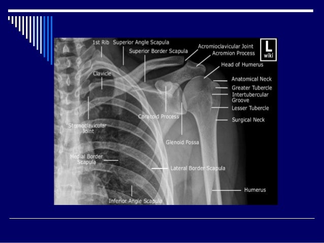 Shoulder and upper arm