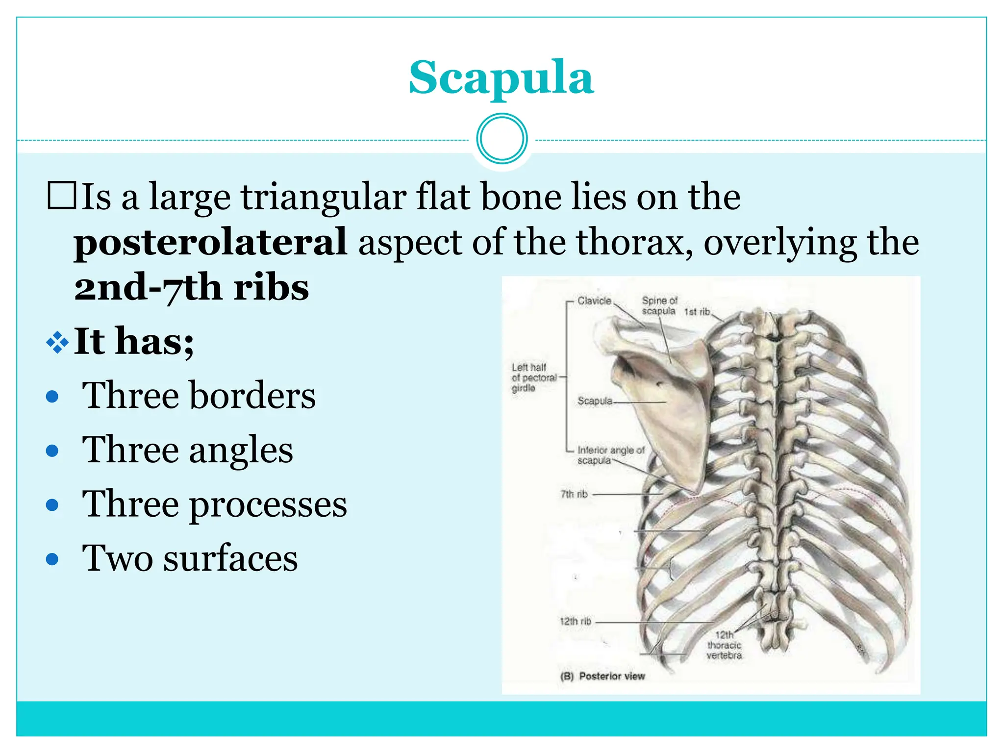 shoulder Anatomy by ayalew.orthopedic residentpptx, | PPT