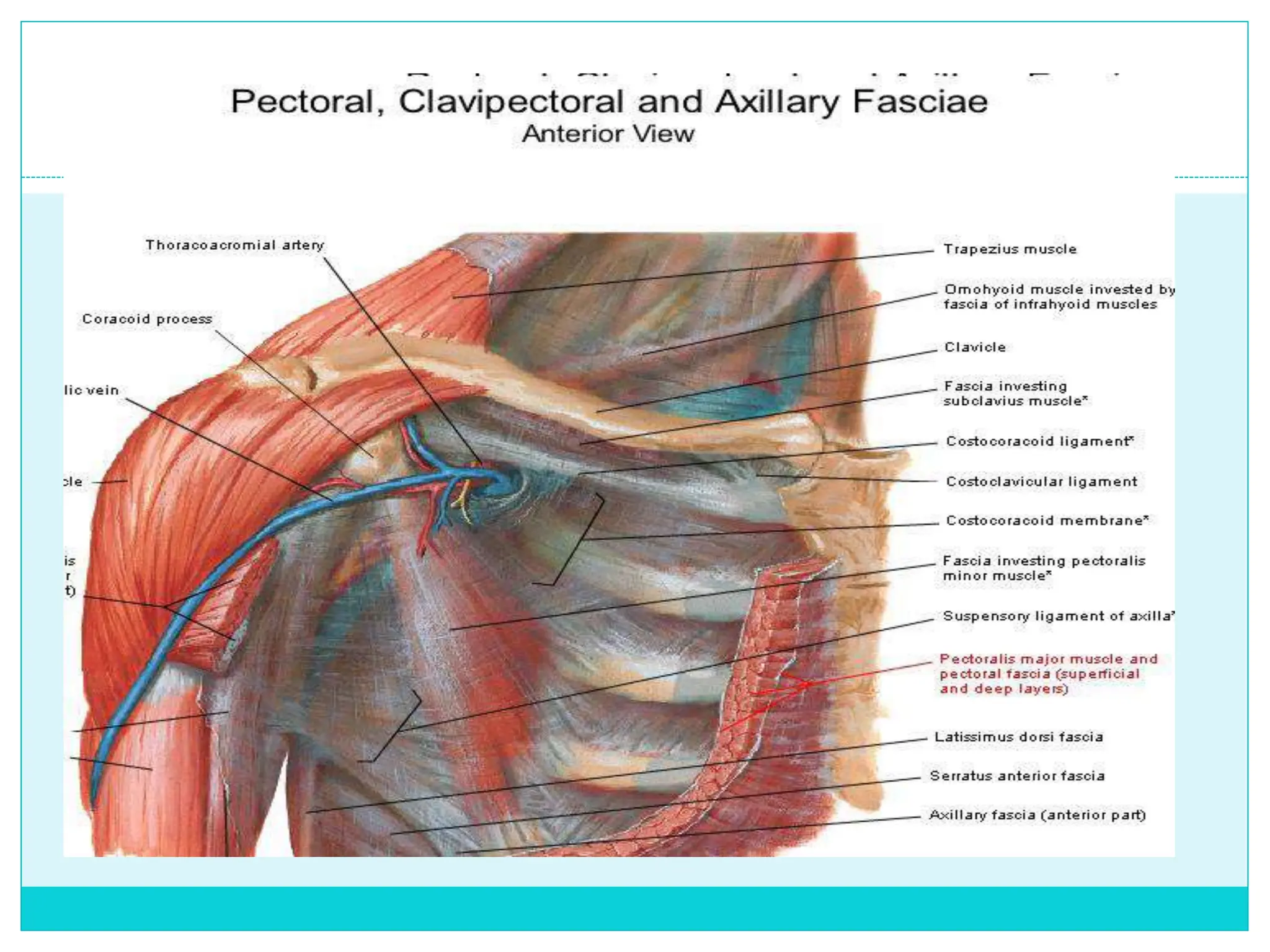 shoulder Anatomy by ayalew.orthopedic residentpptx, | PPT