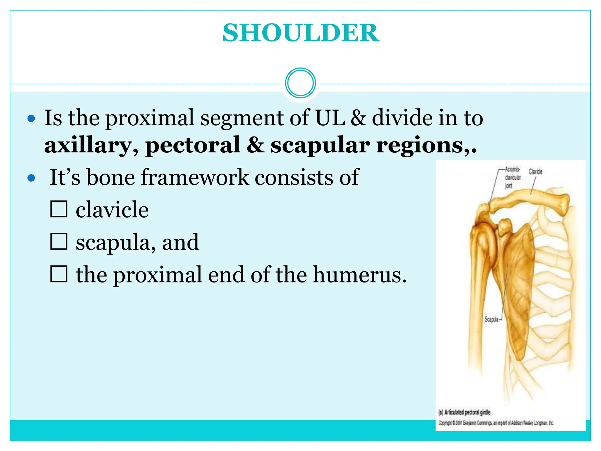 shoulder Anatomy by ayalew.orthopedic residentpptx, | PPT