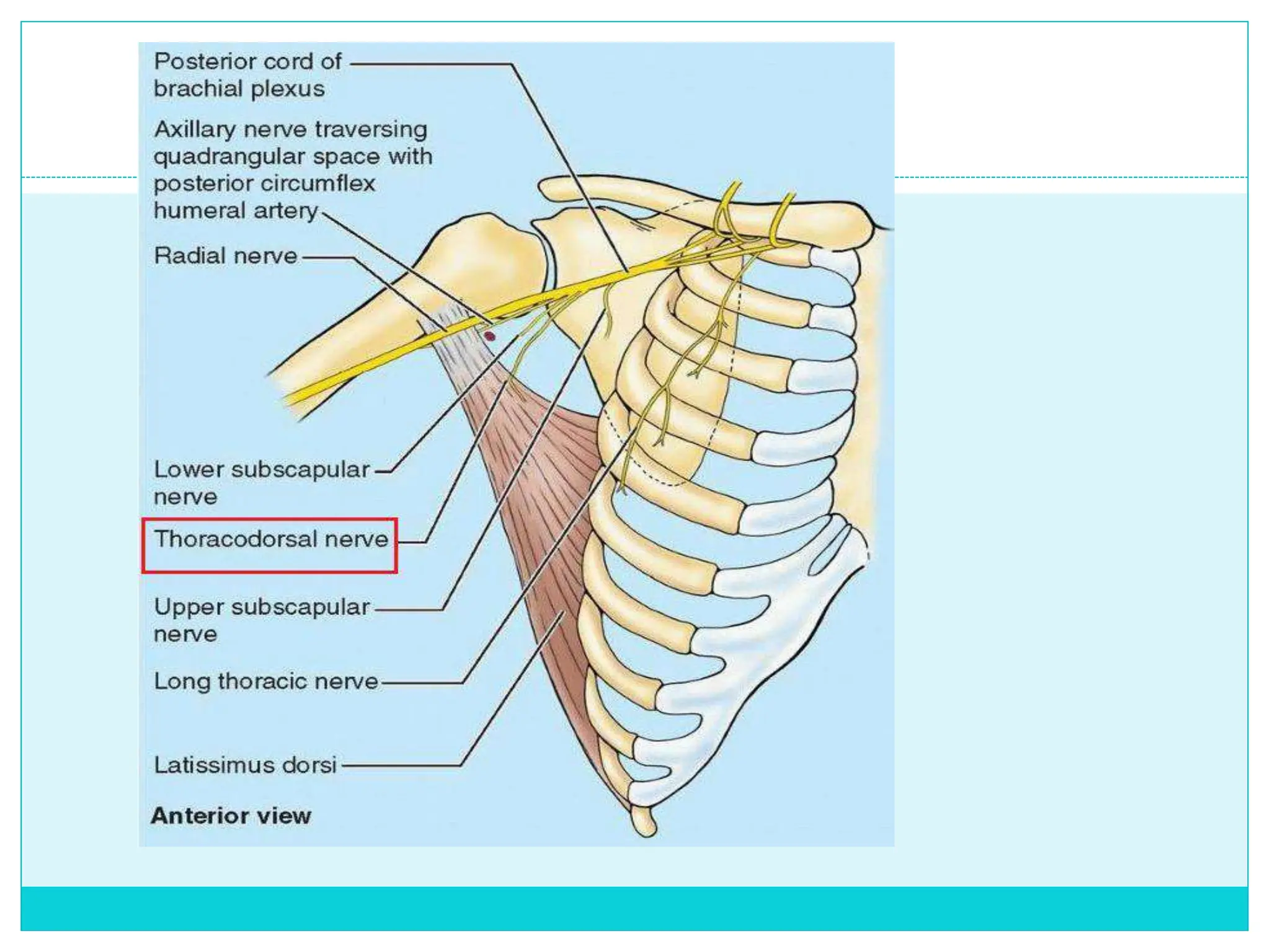 shoulder Anatomy by ayalew.orthopedic residentpptx, | PPT