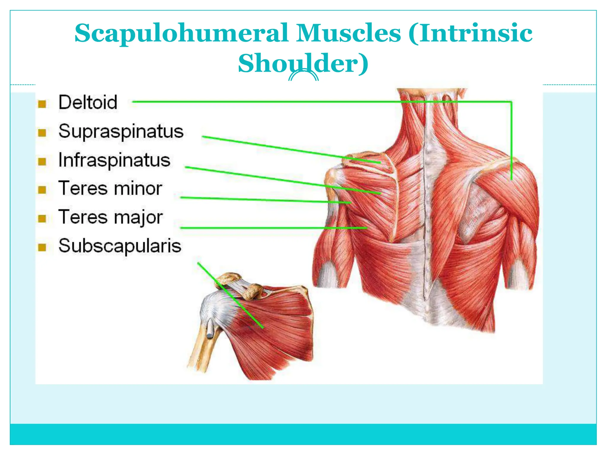 shoulder Anatomy by ayalew.orthopedic residentpptx, | PPT