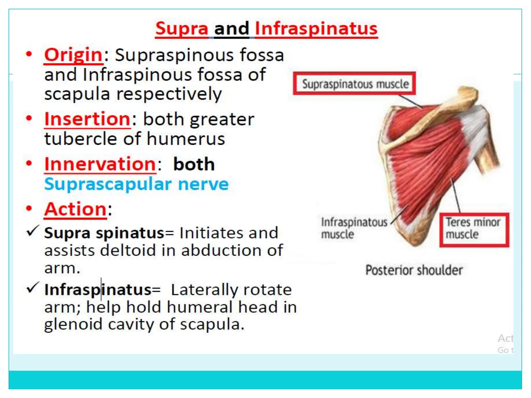 shoulder Anatomy by ayalew.orthopedic residentpptx, | PPT