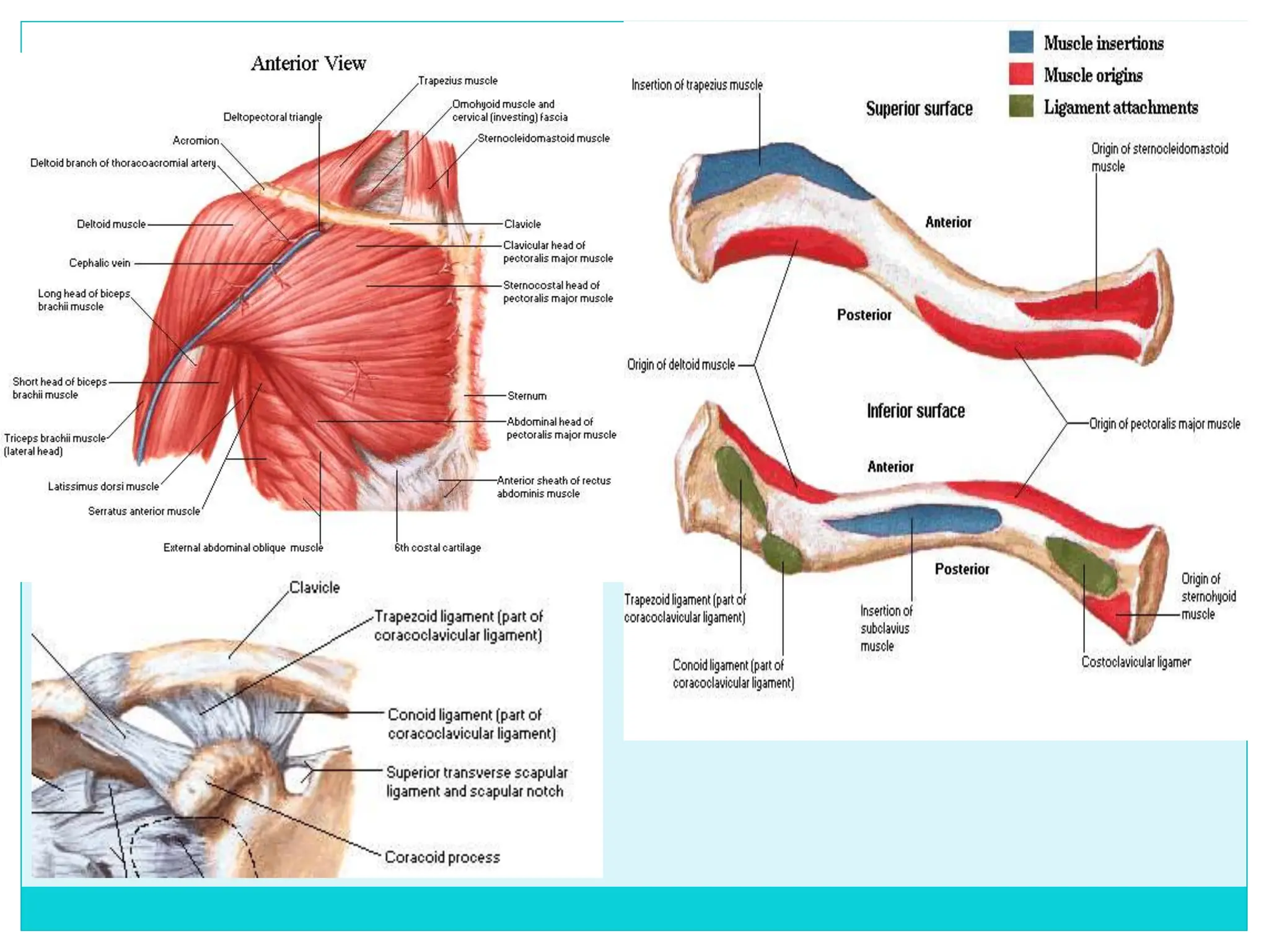 shoulder Anatomy by ayalew.orthopedic residentpptx, | PPT