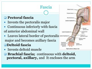 shoulder Anatomy by ayalew.orthopedic residentpptx, | PPTX