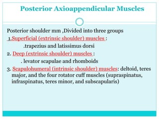 shoulder Anatomy by ayalew.orthopedic residentpptx, | PPTX