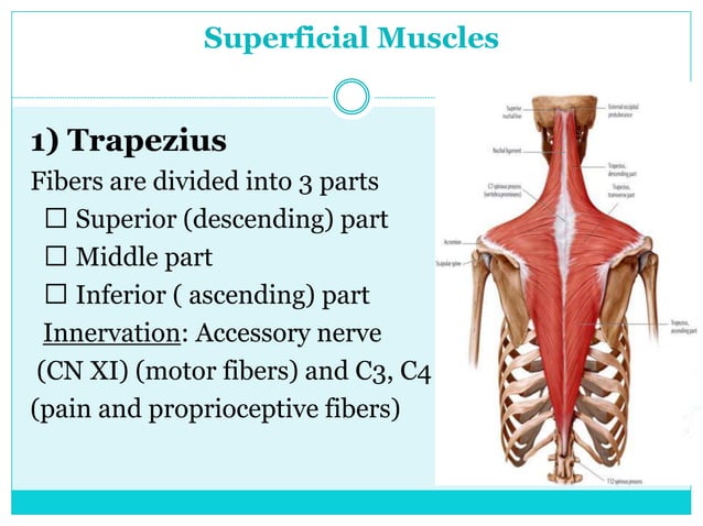 shoulder Anatomy by ayalew.orthopedic residentpptx, | PPT