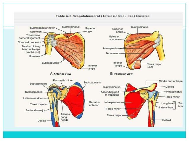 shoulder Anatomy by ayalew.orthopedic residentpptx, | PPT