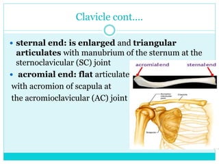 shoulder Anatomy by ayalew.orthopedic residentpptx, | PPTX