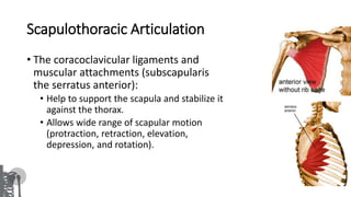 Shoulder bio-mechanics | PPTX