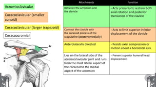 Shoulder bio-mechanics | PPTX