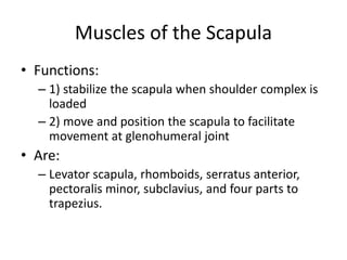 shoulder_biomechanics_part_3.ppt