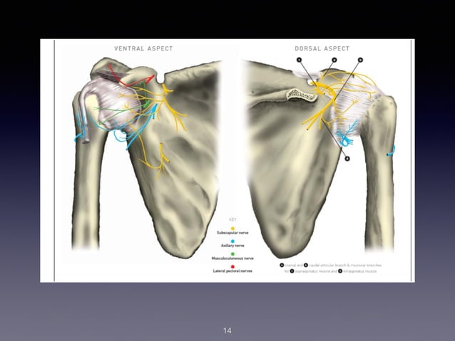 Shoulder block tutorial 2014 | PPT