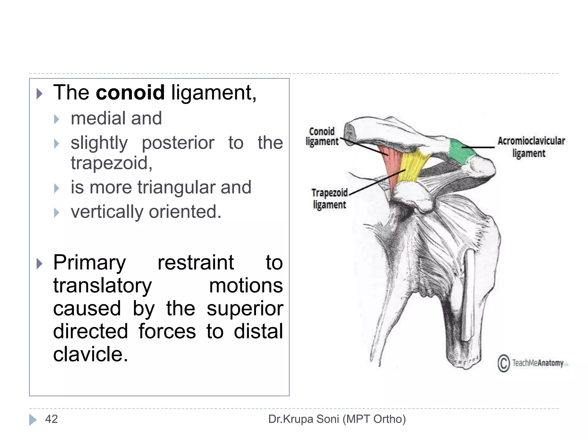 Shoulder complex Biomechanics | PPTX