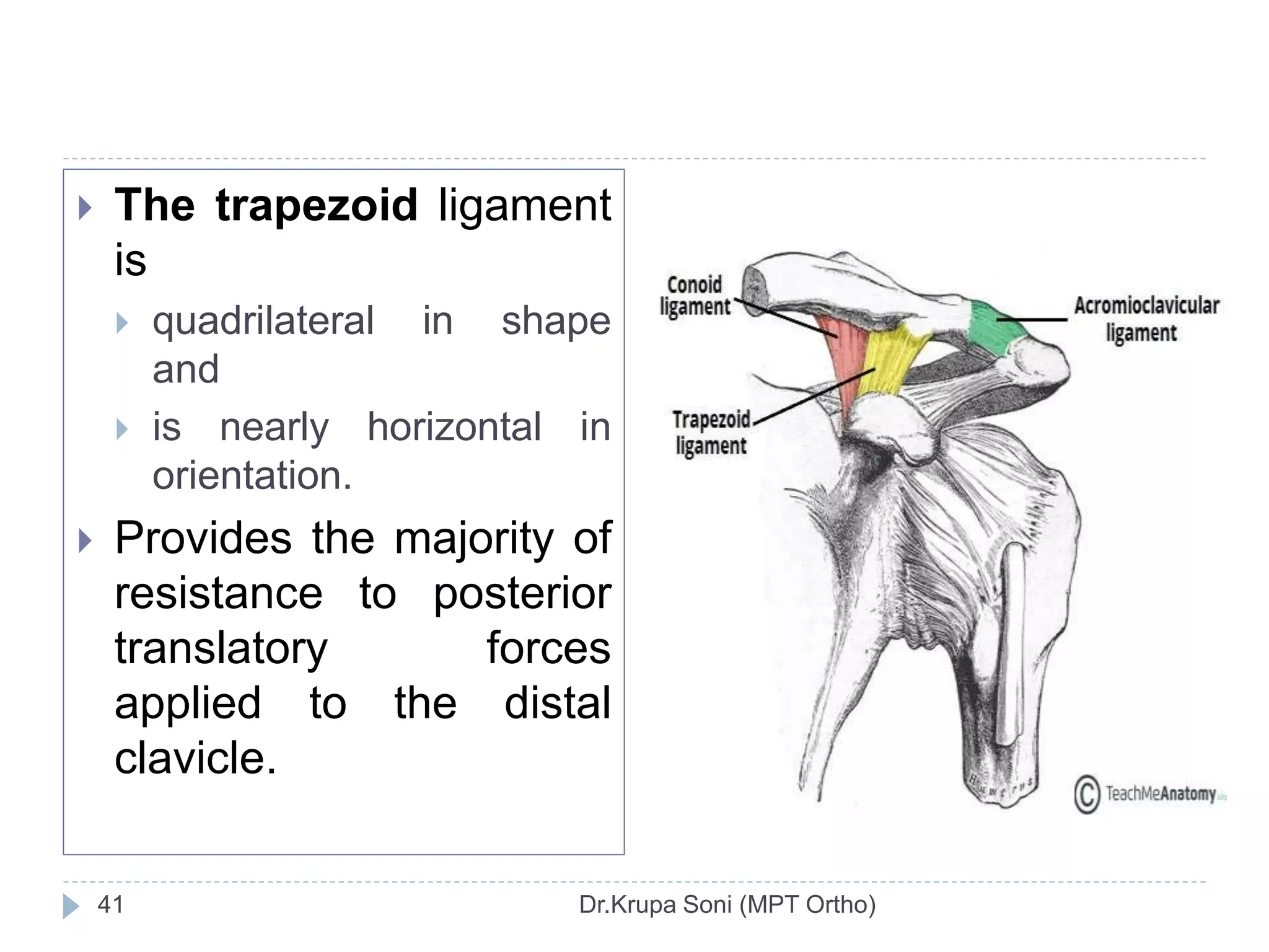 Shoulder complex Biomechanics
