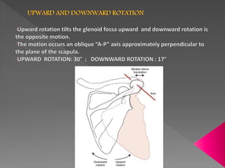 Shoulder complex | PPTX