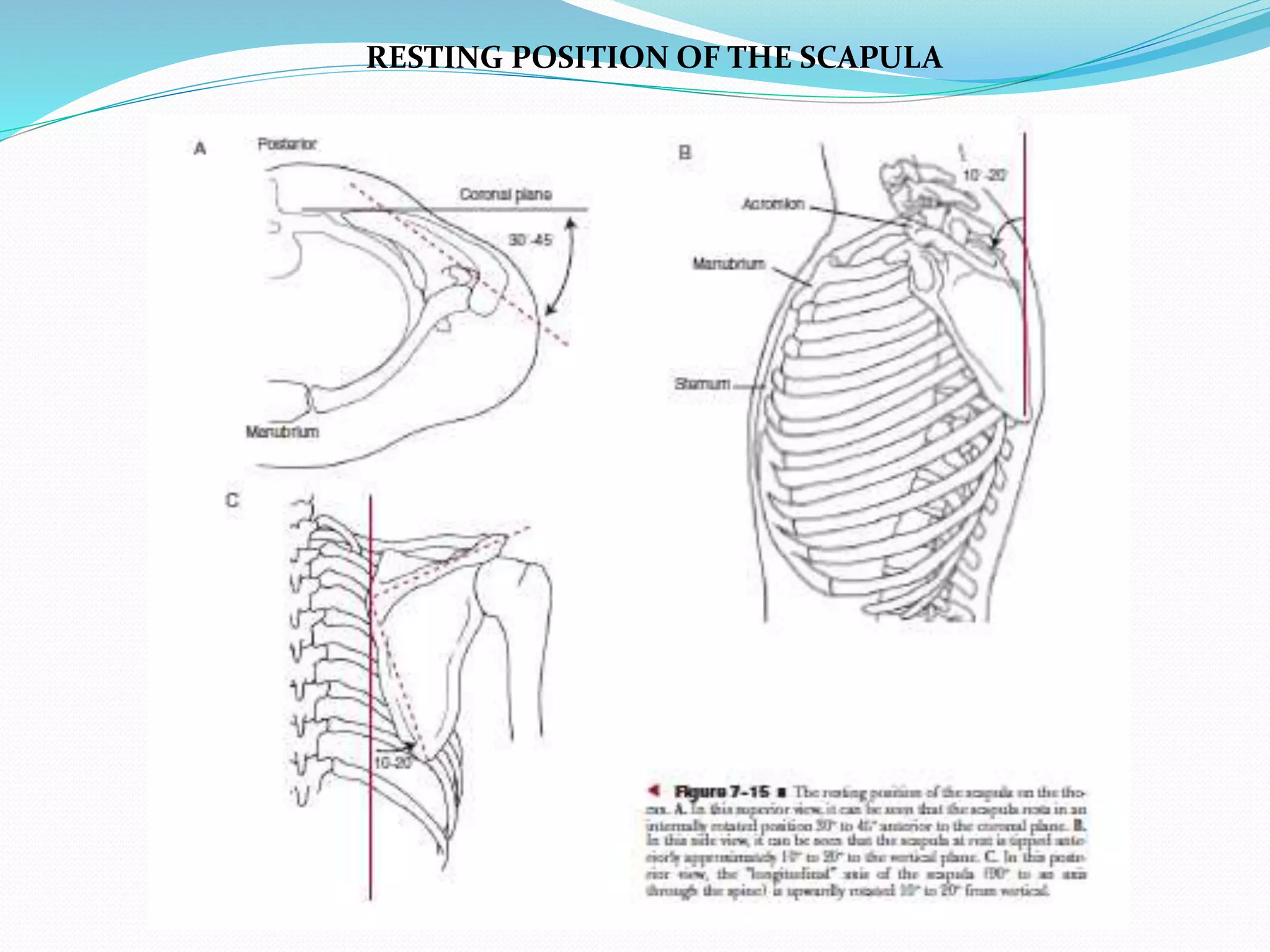 Shoulder Complex(1).pptx