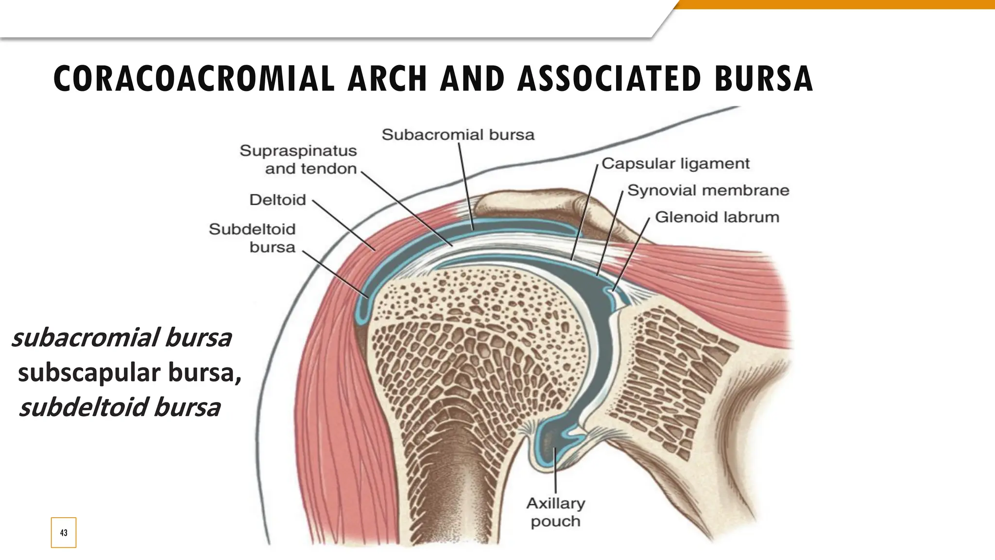 Shoulder Complex anatomy for medical .pdf