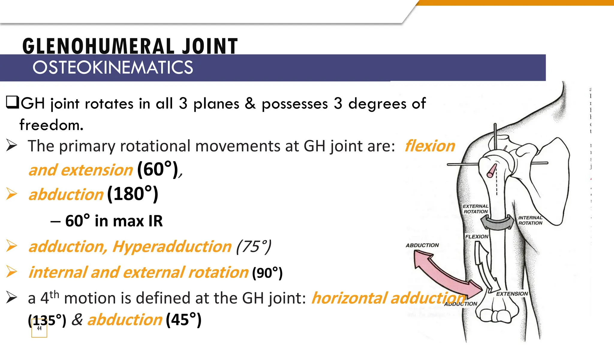 Shoulder Complex anatomy for medical .pdf