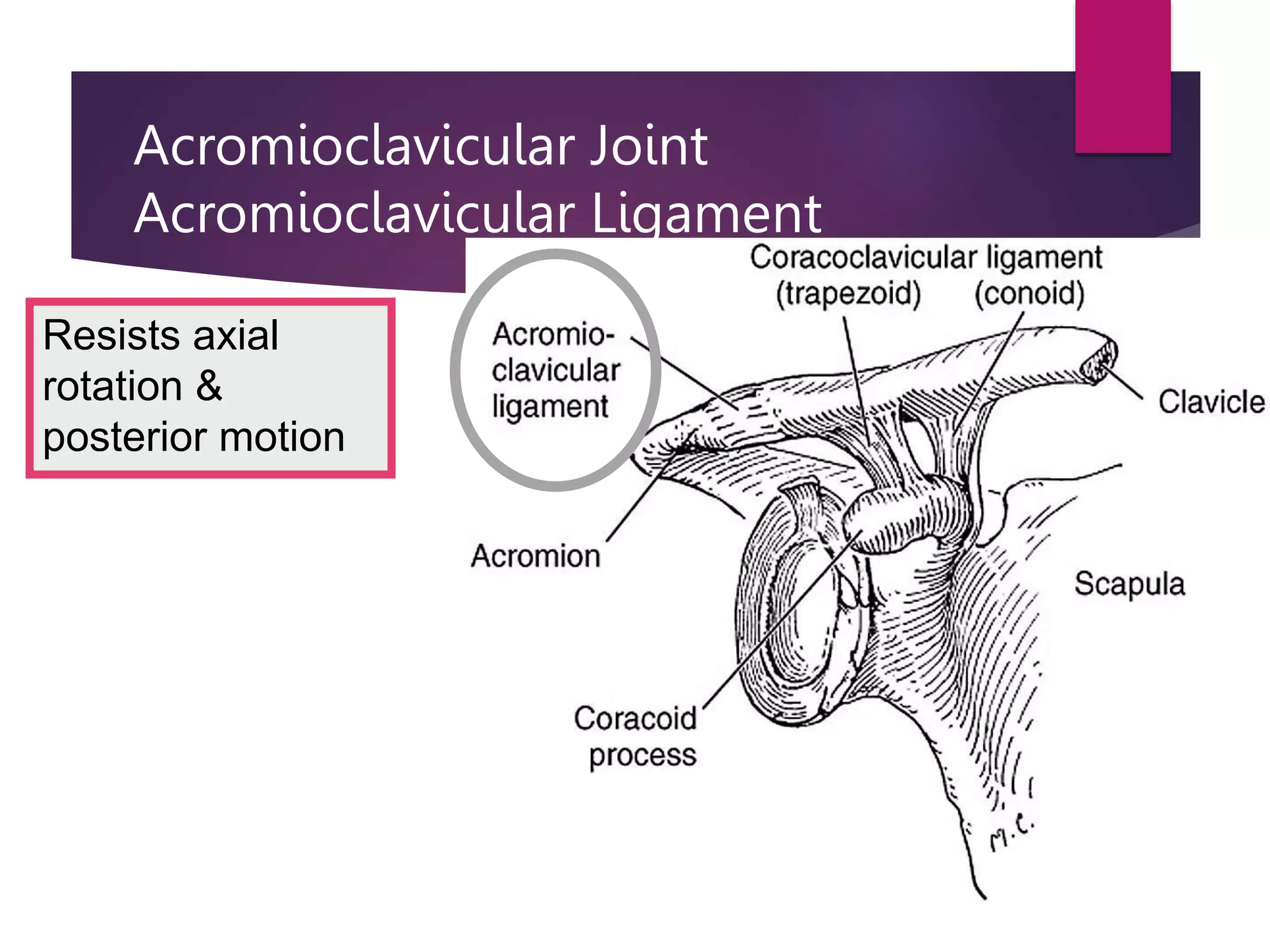 Shoulder Complex PPT.ppt
