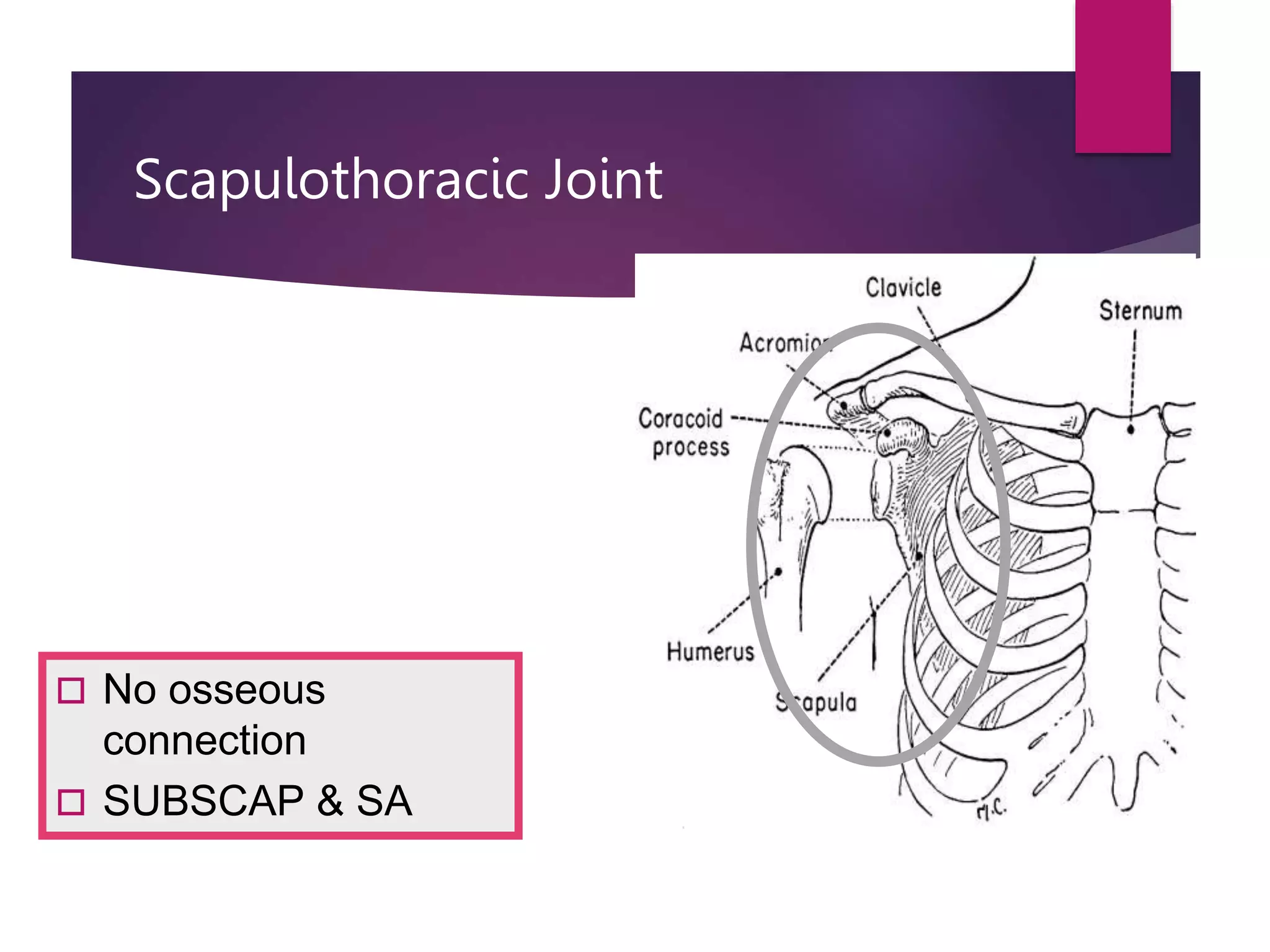 Shoulder Complex PPT.ppt