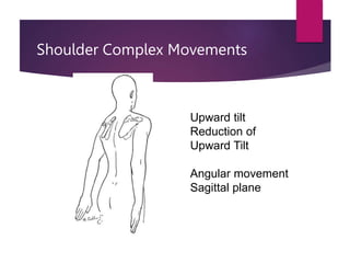 Shoulder Complex PPT.ppt