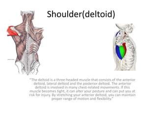 Shoulder(deltoid) | PPTX