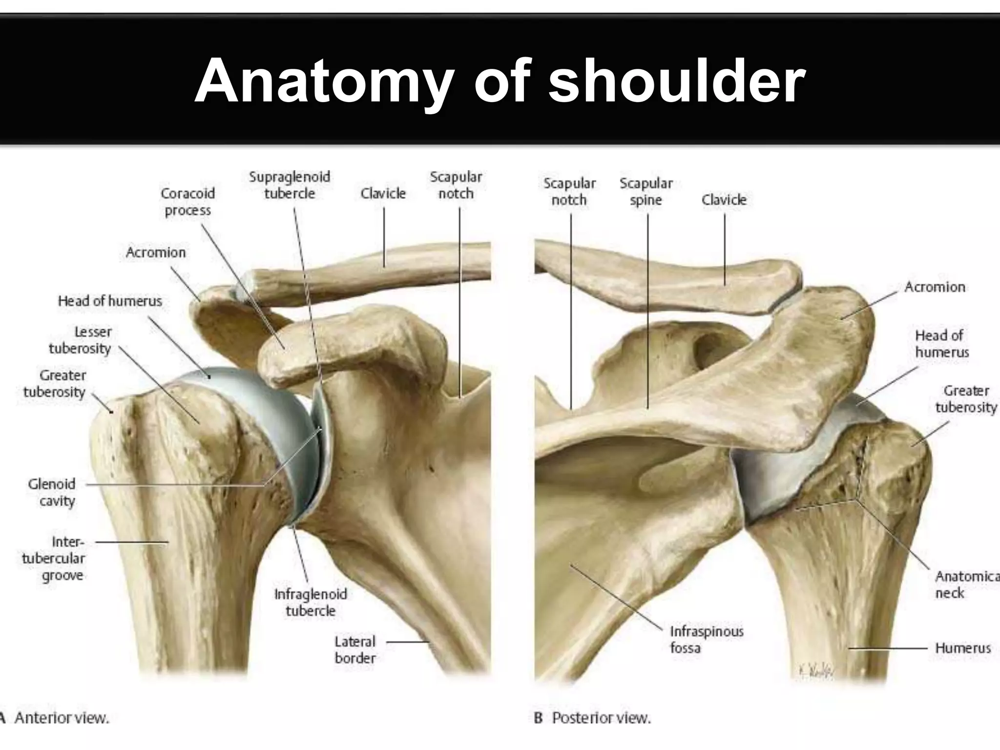 Shoulderdislocation Pptx