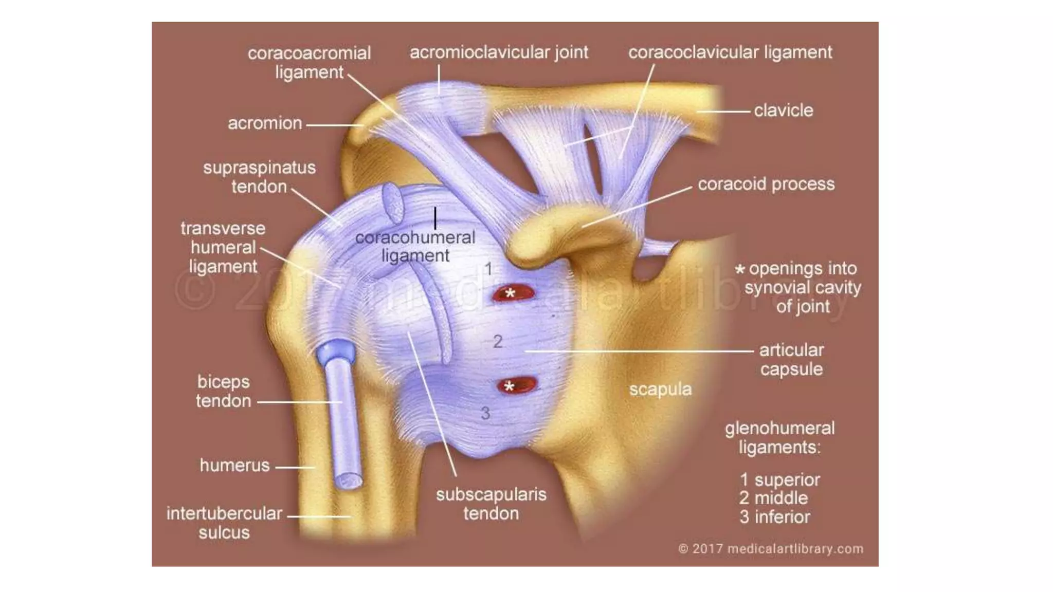 Shoulder Dislocation Types And Management Methods Of Reduction Pptx