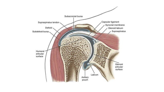 Shoulder dislocation: Types and Management Methods of Reduction | PPTX