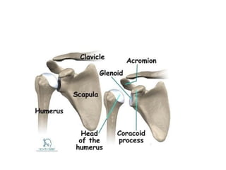 SHOULDER DISLOCATION Presentation.pptx