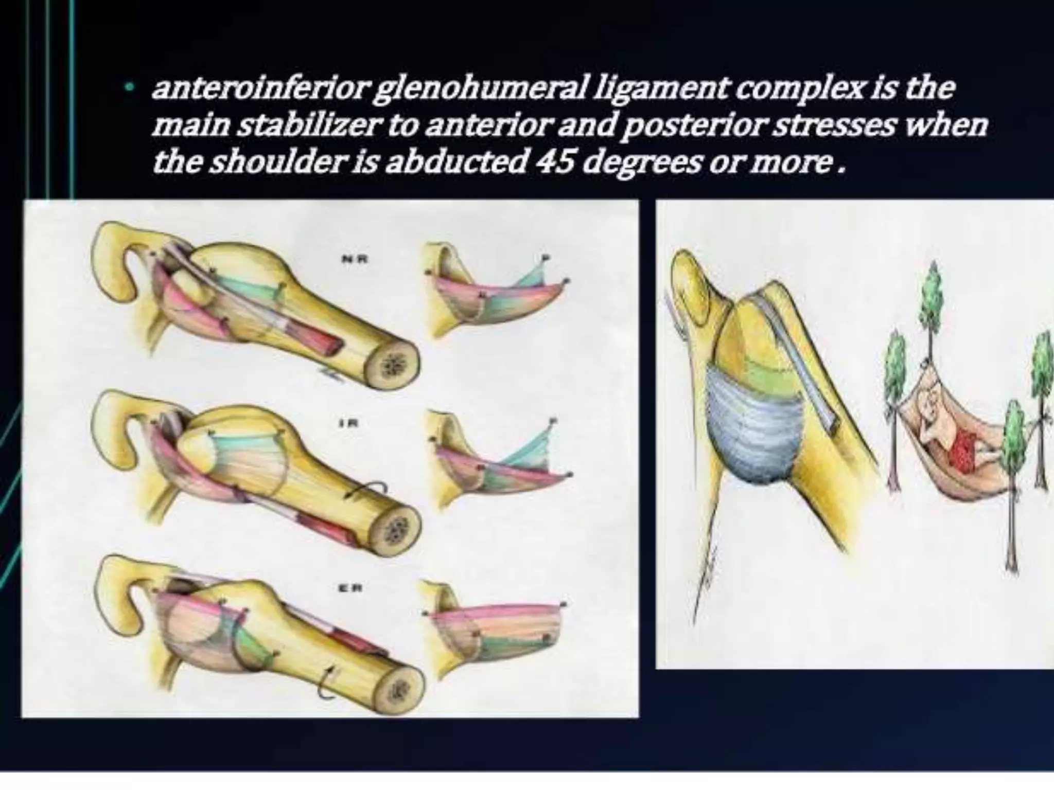 shoulder dislocationcation | PPT
