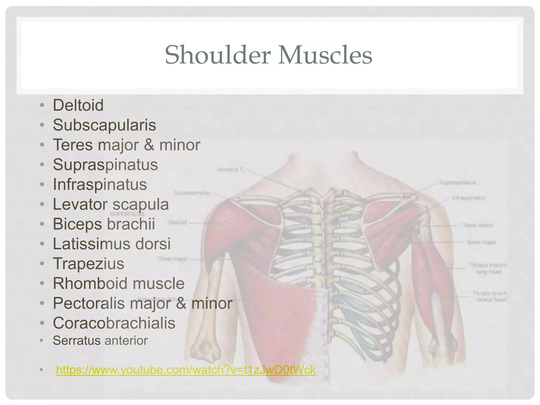 Shoulder joints & Muscles | PPTX