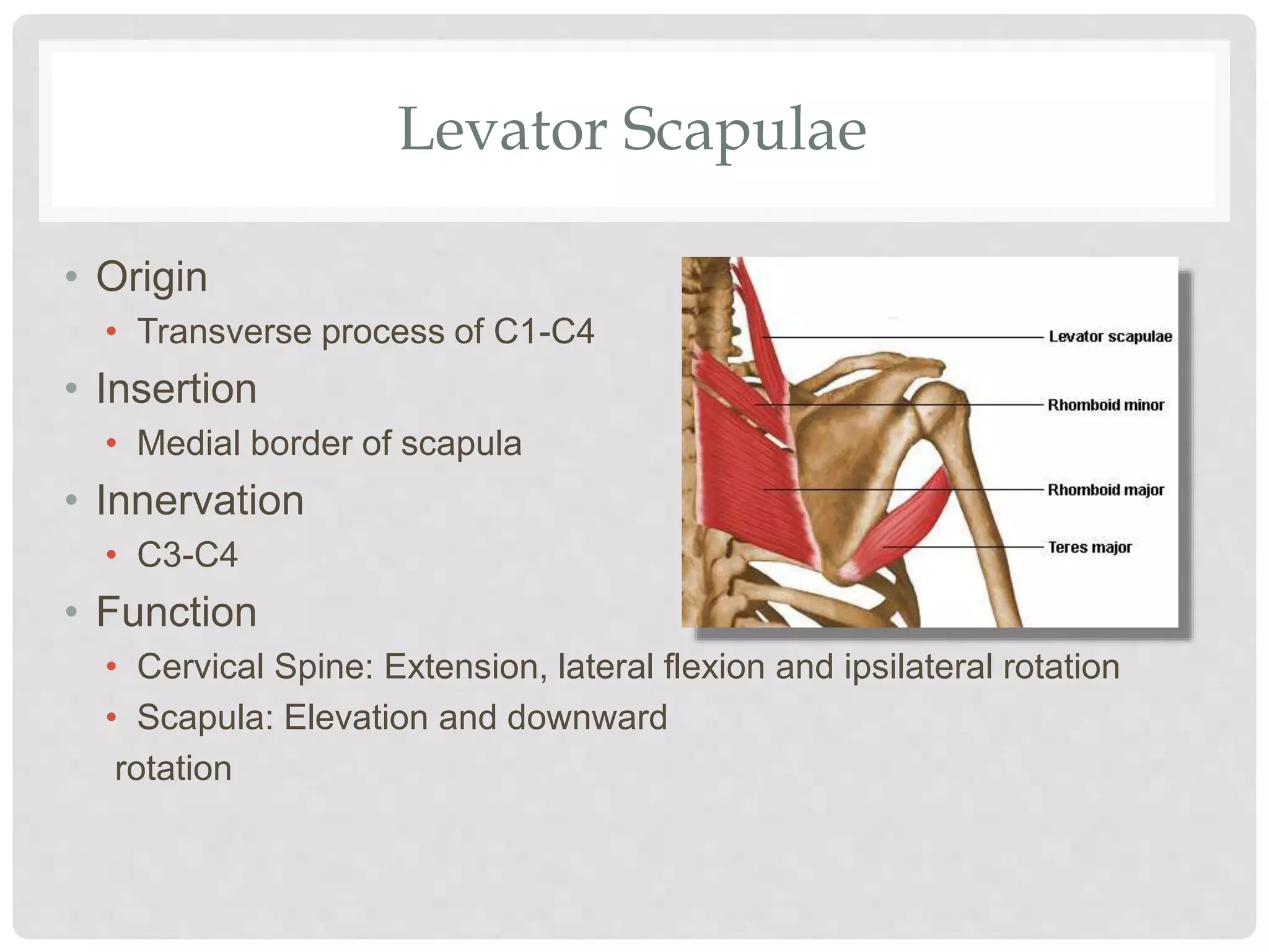 Shoulder joints & Muscles | PPTX
