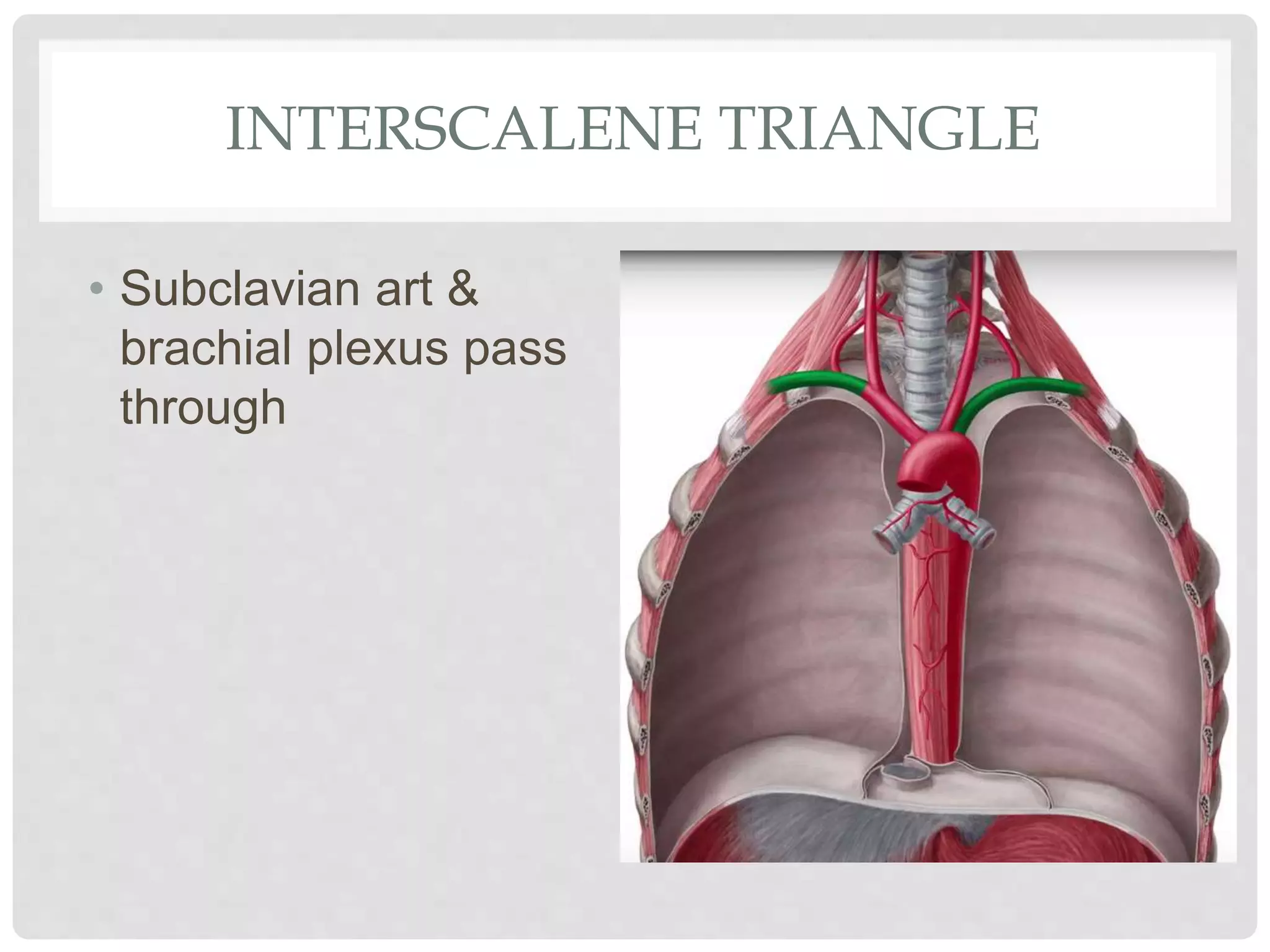 Shoulder joints & Muscles | PPTX