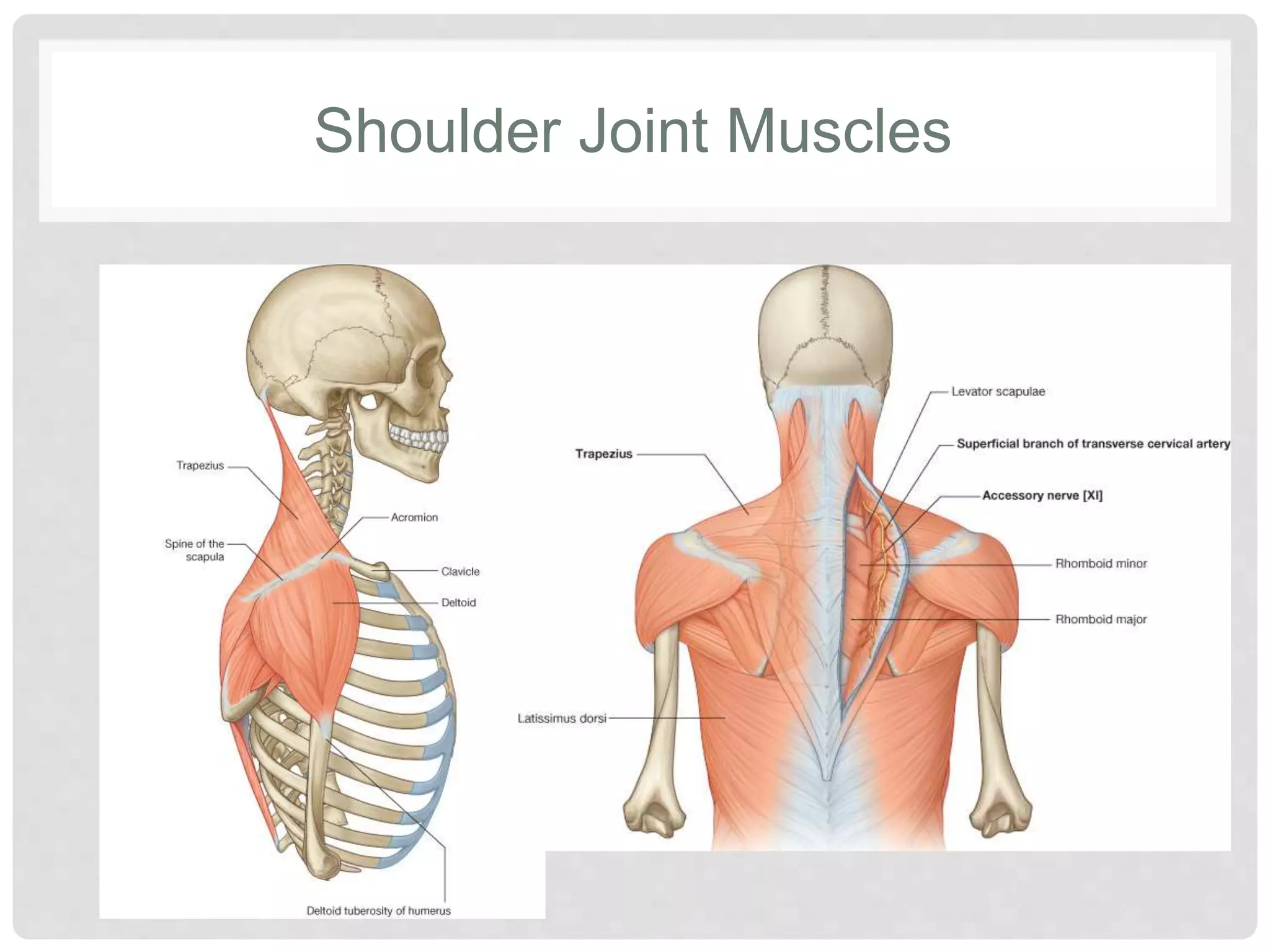 Shoulder joints & Muscles | PPTX | Death, Injury, or Military Conflict ...
