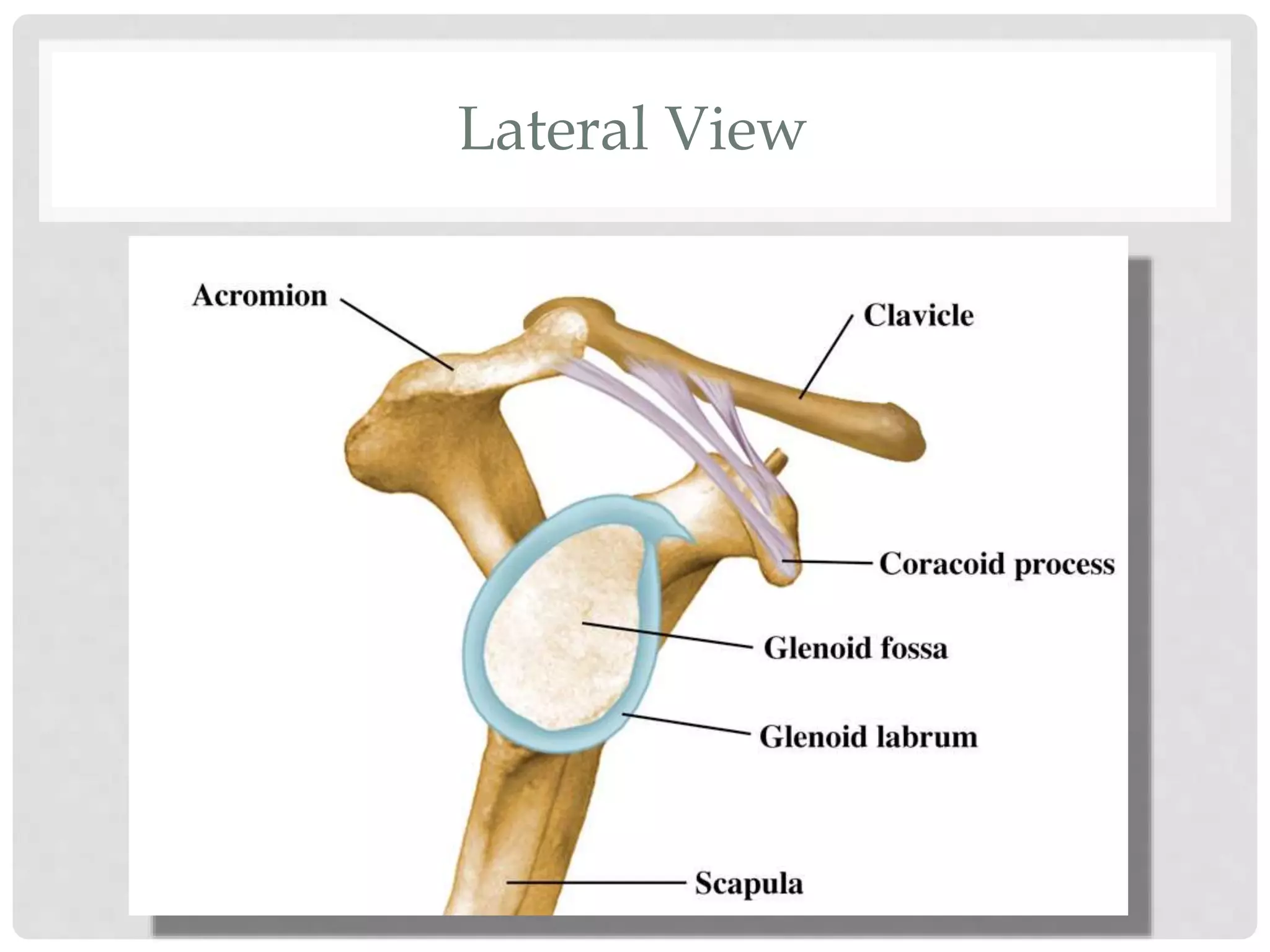 Shoulder joints & Muscles | PPTX