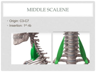 Shoulder joints & Muscles | PPTX
