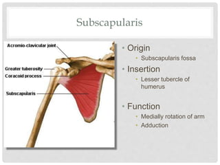 Shoulder joints & Muscles | PPTX