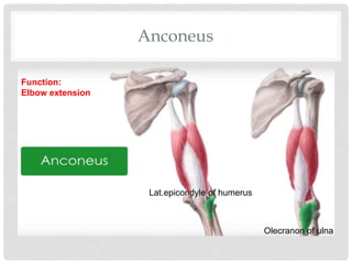 Shoulder joints & Muscles | PPTX