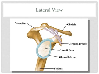 Shoulder joints & Muscles | PPTX